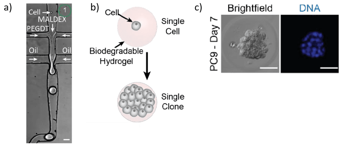 Encapsulation and culture in 3D hydrogels for Single cell sequencing