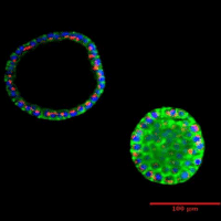 A quick and efficient double encapsulation method for FACS-based droplet sorting - Fluigent