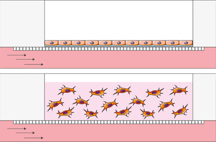 Be-Transflow Air Liquid Interface cell culture microfluidic chip
