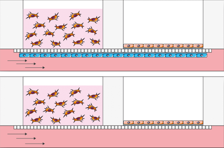 Be-Transflow Air Liquid Interface cell culture microfluidic chip