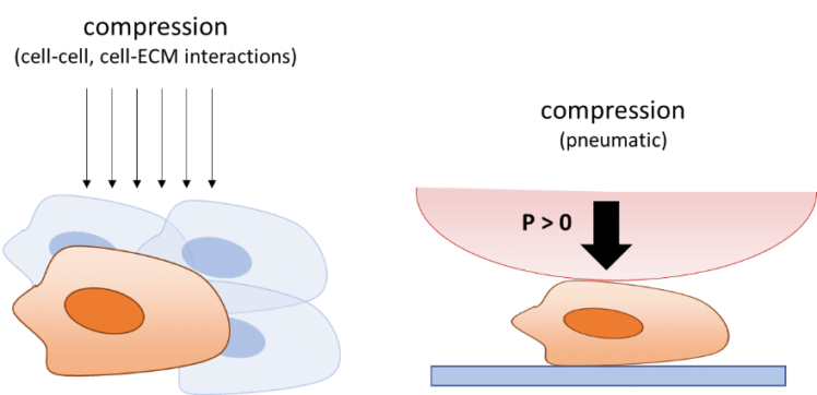 How can mechanical stimulation be reproduced in vitro? – Fluigent