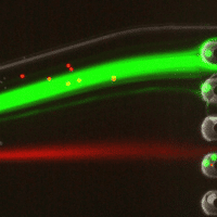 Flow EZ™, Most Advanced Microfluidic flow controller - Fluigent