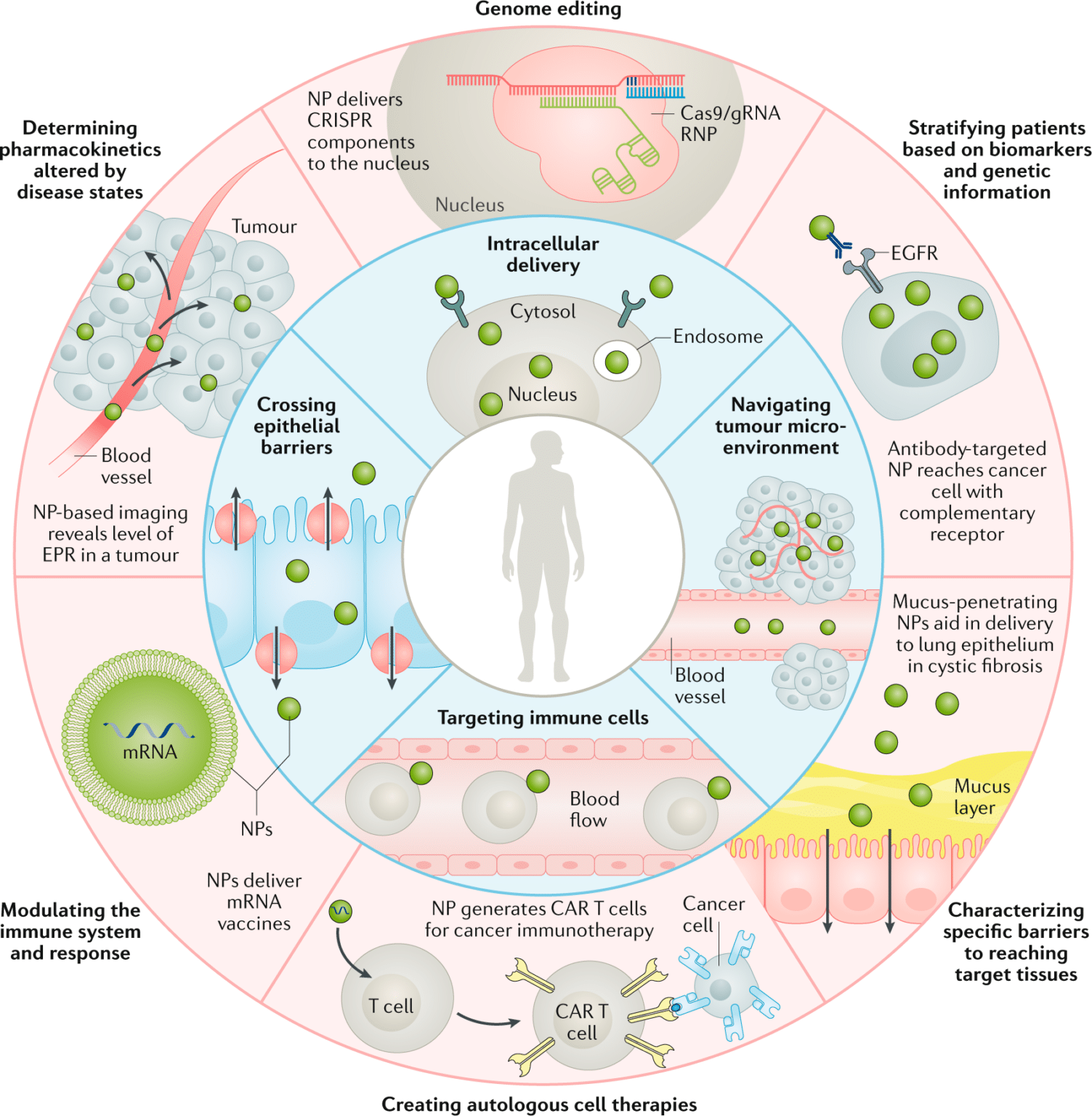 Engineered nanoparticles for nanomedicine applications