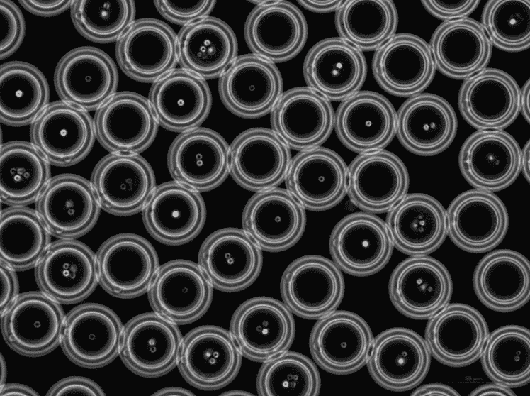 What is the best method for Microencapsulation of Bacteria and Yeast in ...