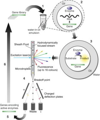 A quick and efficient double encapsulation method for FACS-based droplet sorting - Fluigent