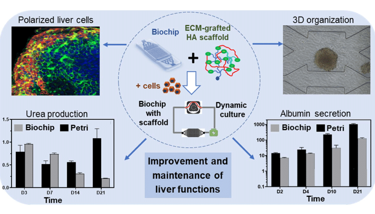Study of a liver-on-a-chip model (CNRS) - Fluigent
