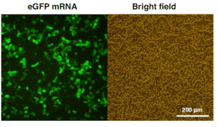 A mRNA encapsulation platform integrating Fluigent’s FlowEZ