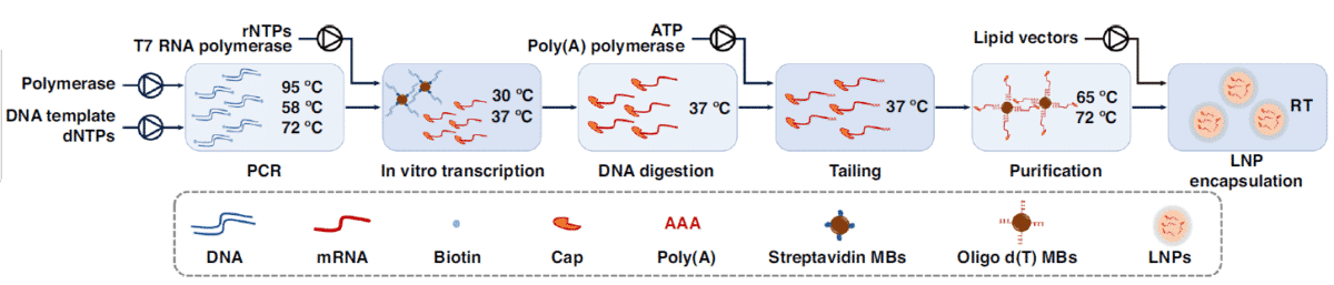 A mRNA encapsulation platform integrating Fluigent’s FlowEZ