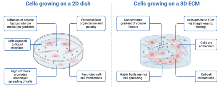 3D microfluidic model to mimic tumor microenvironment