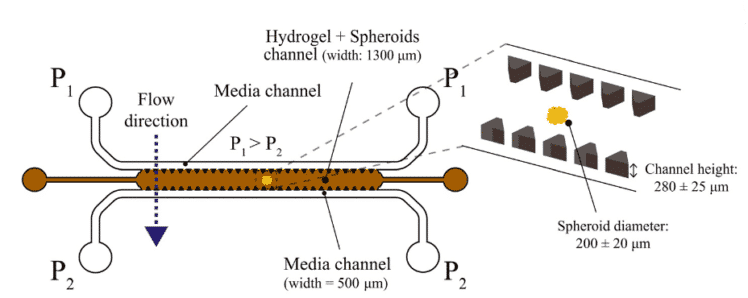 3D microfluidic model to mimic tumor microenvironment
