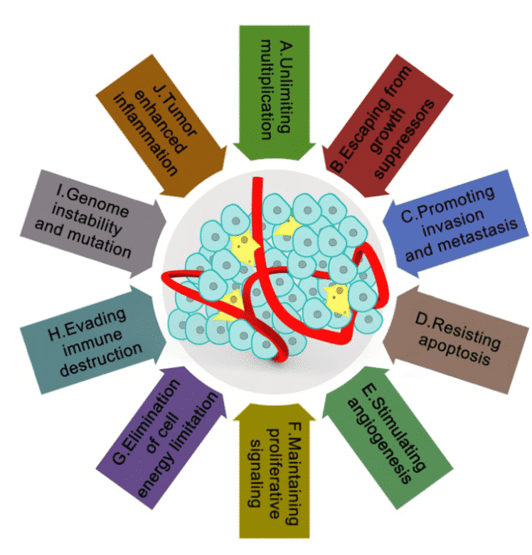 3D microfluidic model to mimic tumor microenvironment