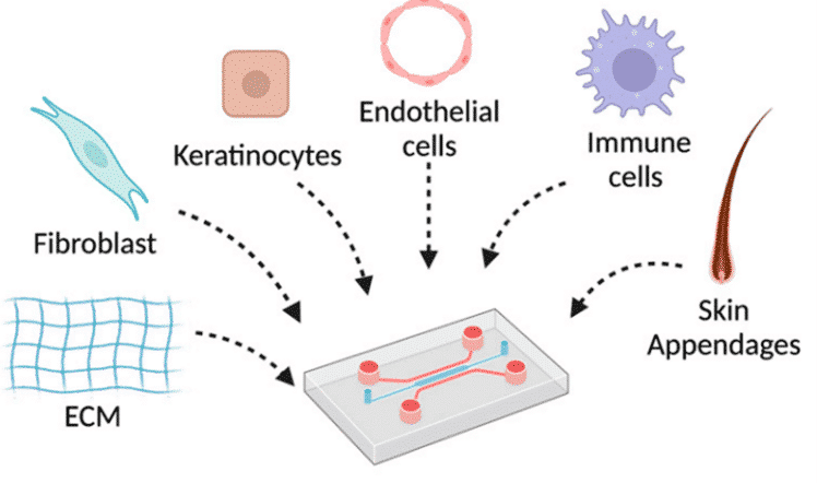An artificial skin platform to mimic perspiration