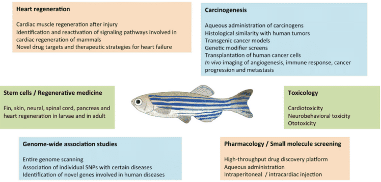 Zebrafish Model: Flow Control and Micro-Cannula Injection Setup